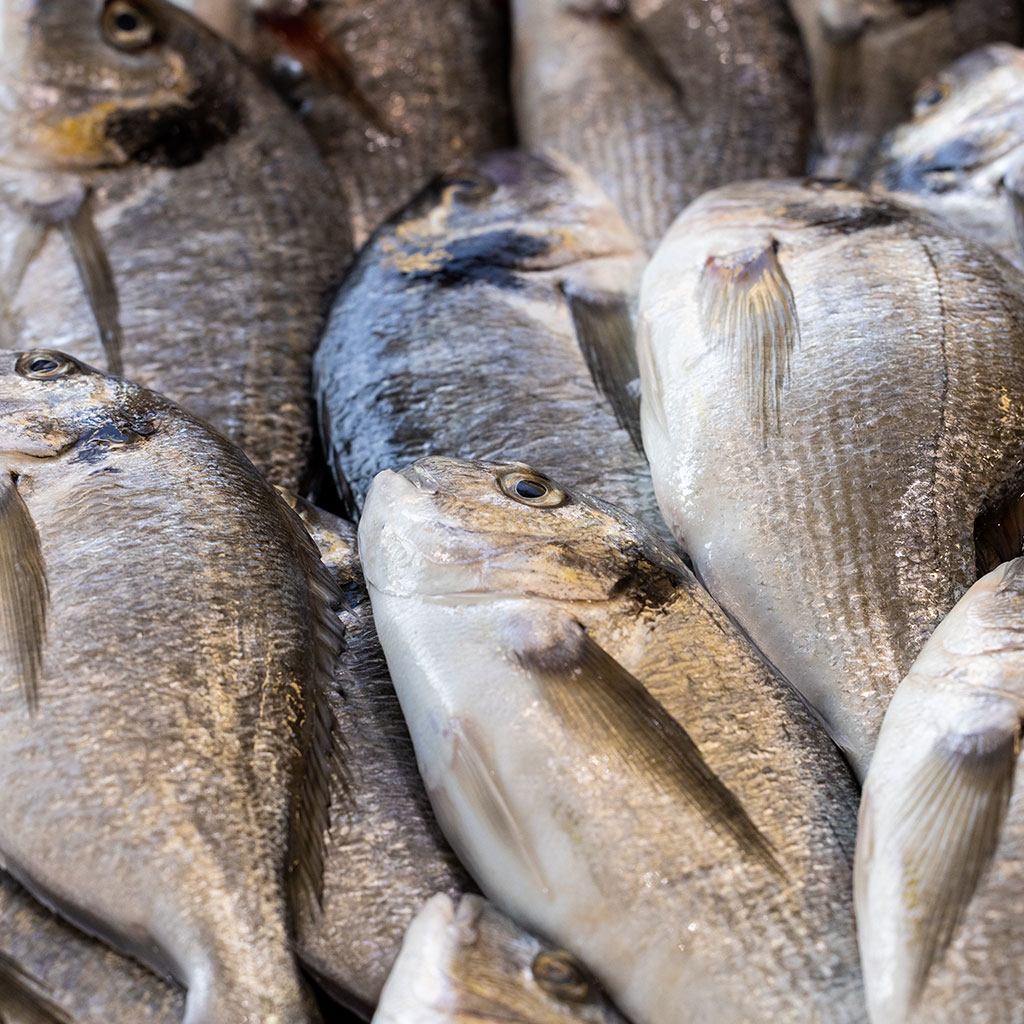 Fish product 2 | Avner's Kosher FIsh